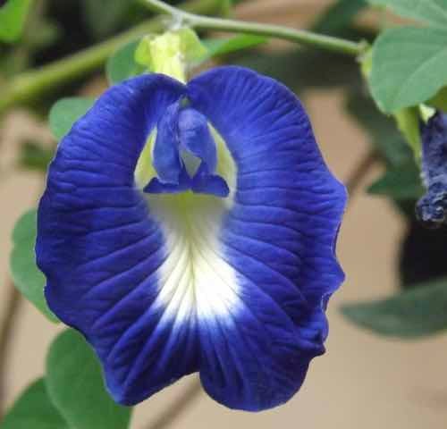 Organic Blue butterfly pea seeds x20 Clitoria ternatea edible flower ...