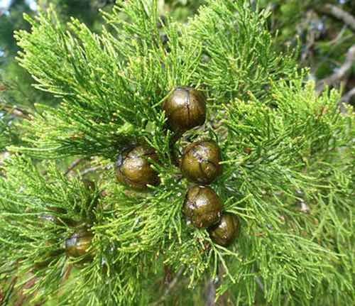 Coastal White Cypress Pine Callitris columellaris– Australian Native ...
