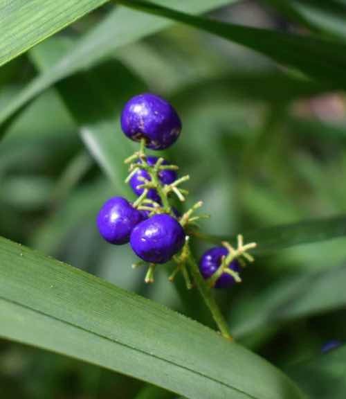 Australia native grass 2x Blue flax lily Dianella caerulea hardy ...