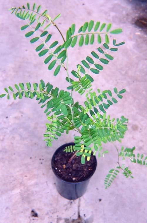 Australian indigo Indigofera australis attractive Australian Natives ...