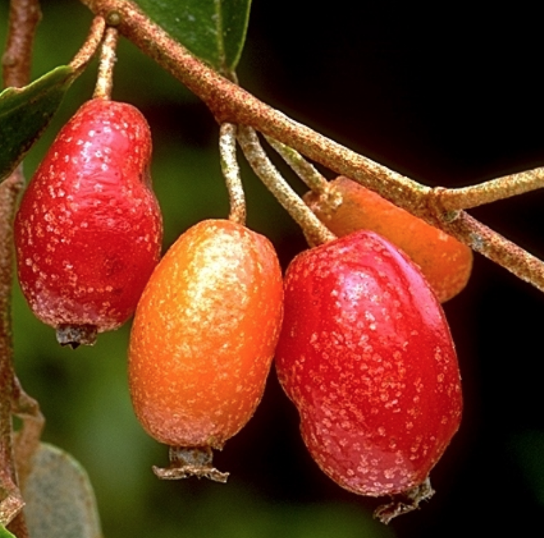 Australian Native bush tucker Millaa Millaa Elaeagnus triflora edible ...
