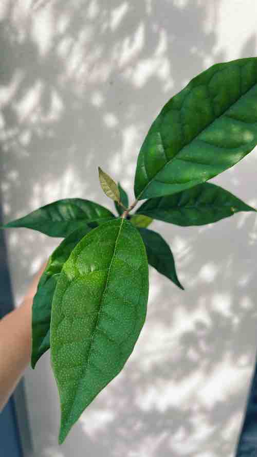 Australian Native bush tucker Millaa Millaa Elaeagnus triflora edible ...