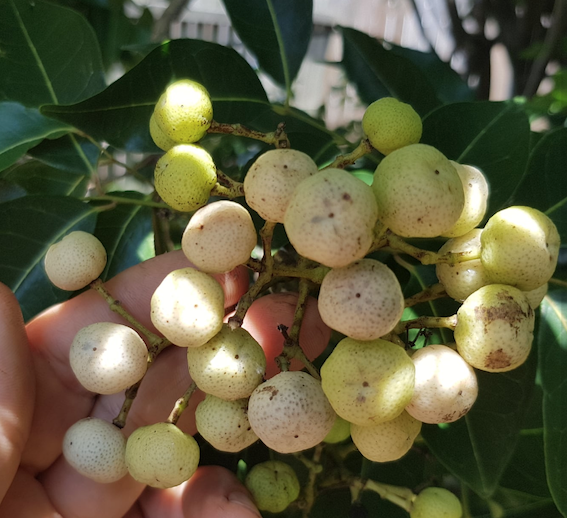 Greg Wampee, Smyell’s Clausena, Native Wampee | Dear Arborist Plants