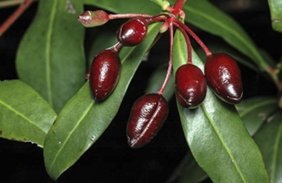 Native Pepper Australian native bush tucker & butterfly host plant self ...
