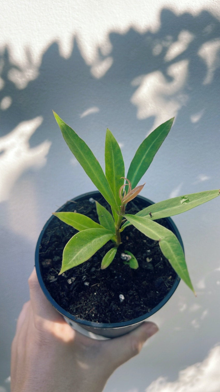 Native Pepper Australian native bush tucker & butterfly host plant self ...