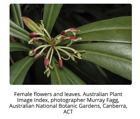 Native Pepper Australian native bush tucker & butterfly host plant self ...