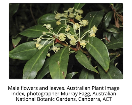 Native Pepper Australian native bush tucker & butterfly host plant self ...