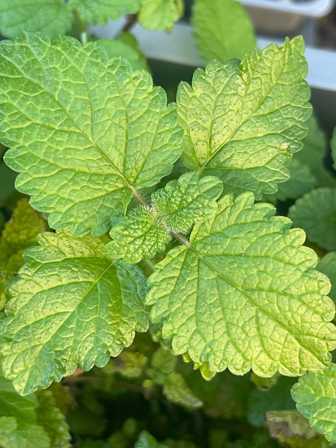 Lemon Balm a powerful perennial medicinal edible herb for self ...