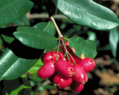 Brush cherry hardy native small tree perfect for hedging edible tasty ...