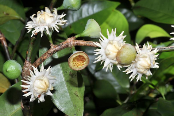 Native guava Bolwarra Australian Natives bush tucker delicious ...