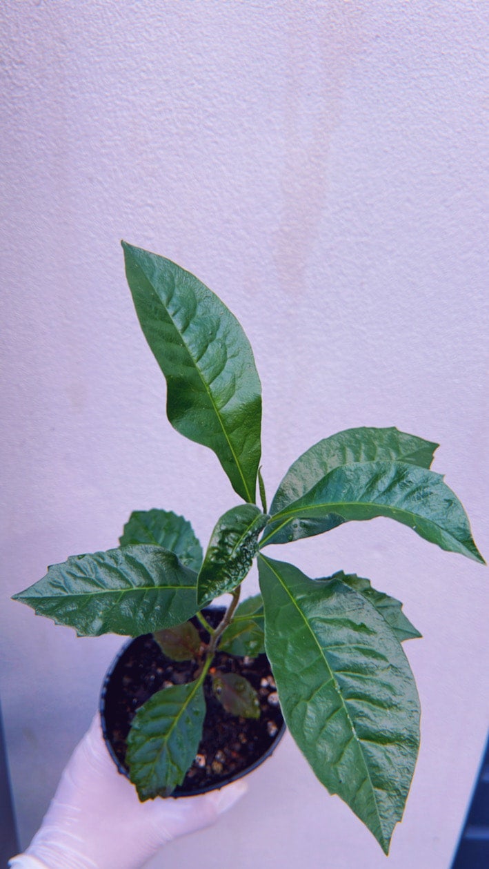 Native guava Bolwarra Australian Natives bush tucker delicious ...