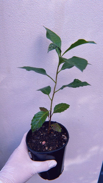 Native guava Bolwarra Australian Natives bush tucker delicious ...