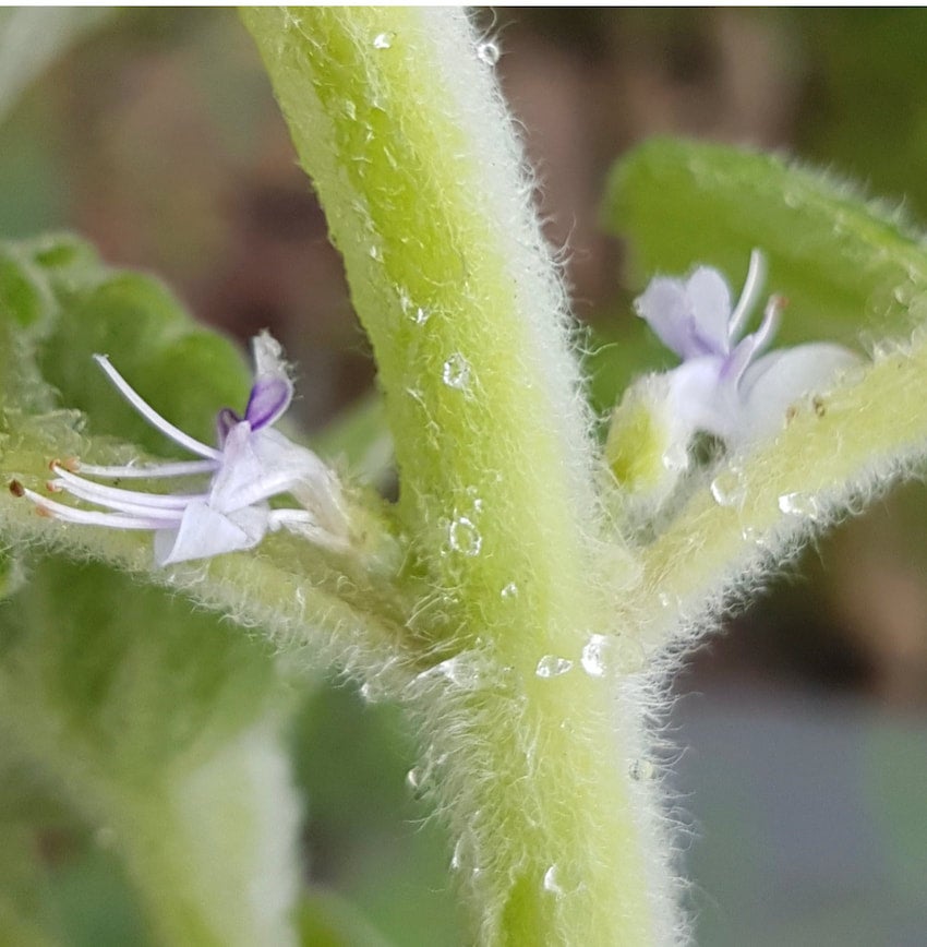 Coleus Mt Carbine a plant smells like lemon sherbet, hardy elegant ...