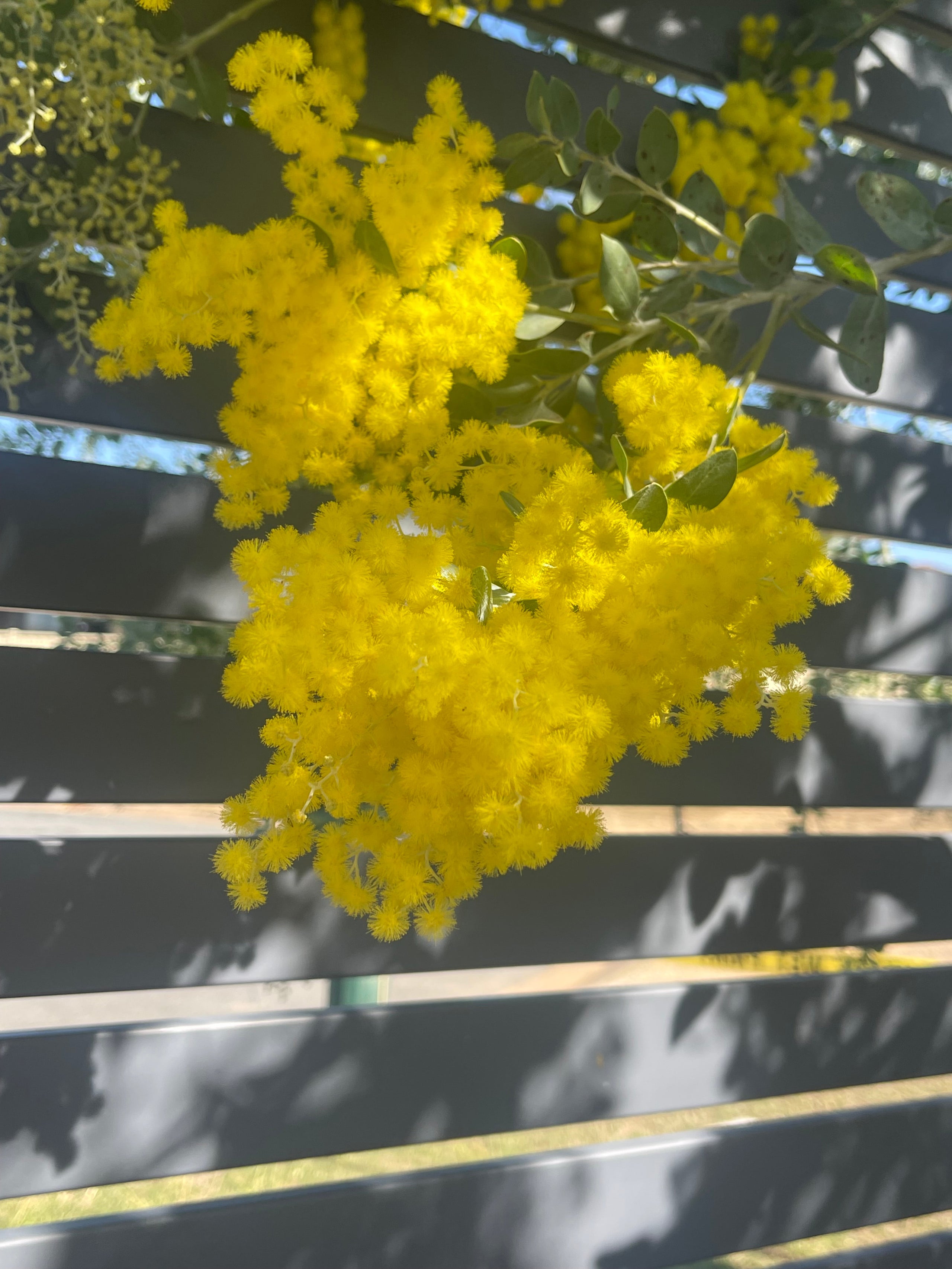 Queensland silver wattle Acacia posalyriifolia SEEDS X40 Australian ...