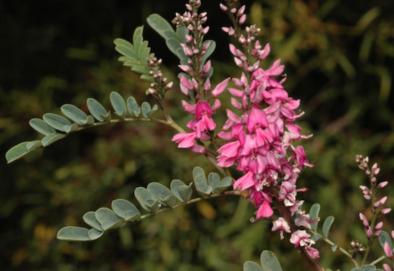 Australian indigo Indigofera australis attractive Australian Natives ...