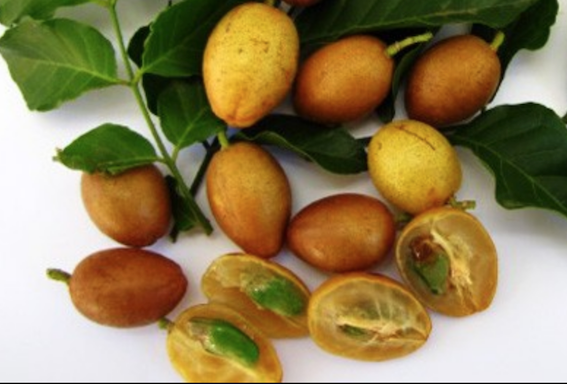 Wampee nutritious and delicious fruit, aromatic leaves can be used in ...