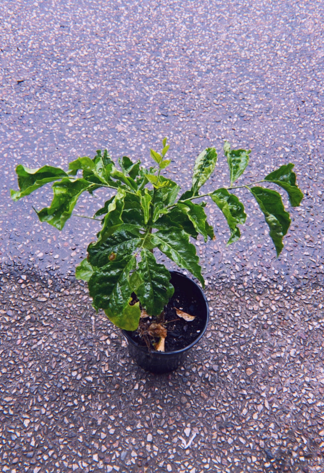 Wampee nutritious and delicious fruit, aromatic leaves can be used in ...