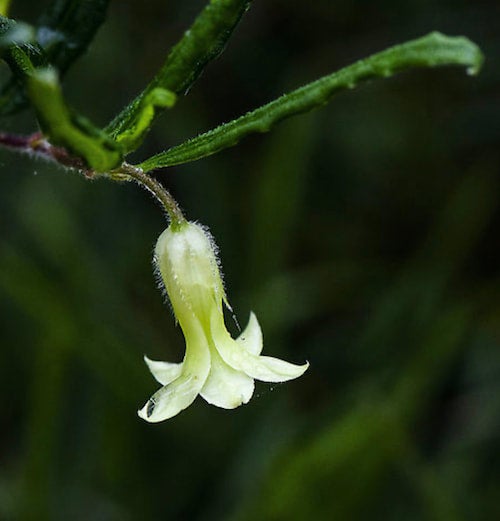 Appleberry super hardy adaptable bush food taste like peach and ...