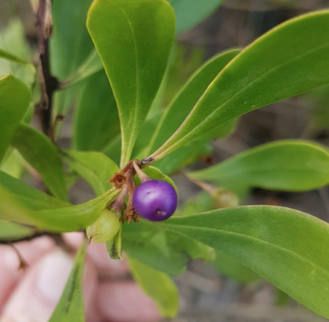 Boobialla Native juniper Myoporum boninense hardy native ground cover ...