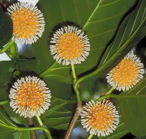 Australian native Cheesewood Leichhart tree Nauclea orientalis, useful ...