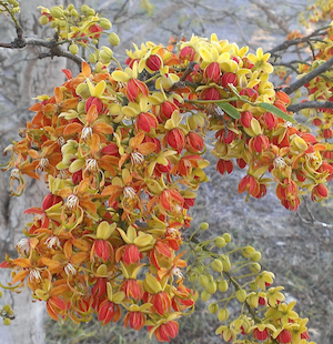Leichhardt bean plant Cassia brewsteri Native tree stunning flower for ...