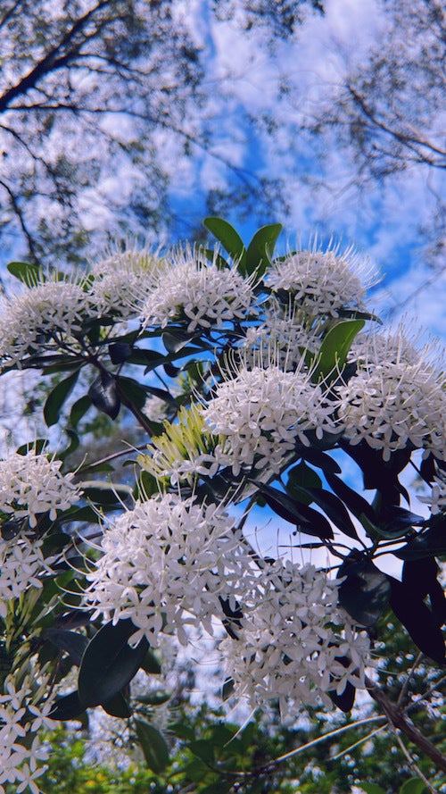 Butterfly bush Pavetta australien native stunning flower butterfly ...