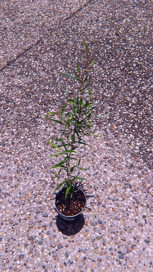 Lemon scented tea tree Leptospermum petersonii small useful native ...