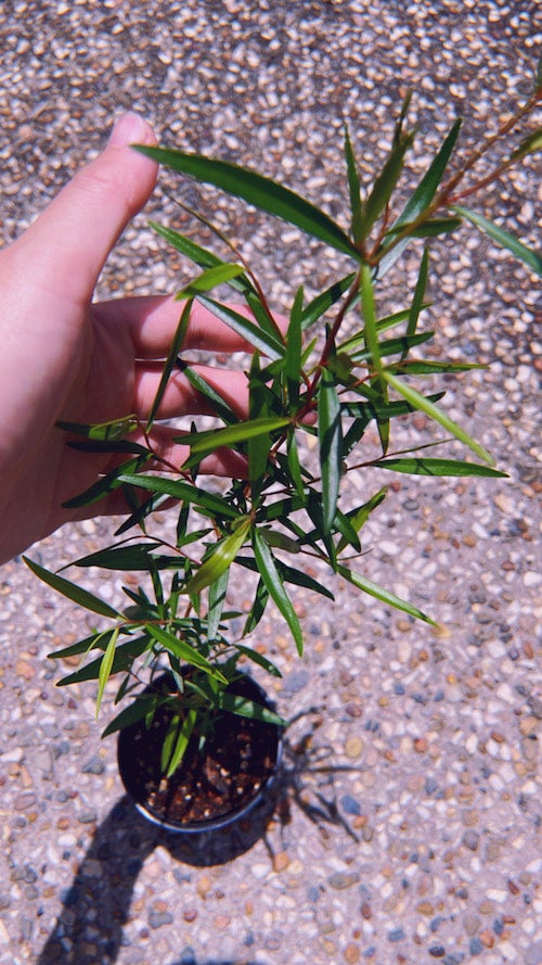 Lemon scented tea tree Leptospermum petersonii small useful native ...
