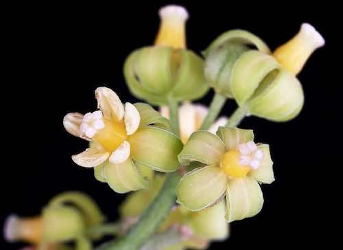 Native hydrangea Abrophyllum ornans shade plant australian native for ...