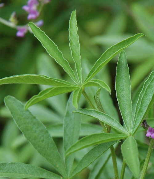 Australian Natives Emu foot plant hardy groundcover, an important ...