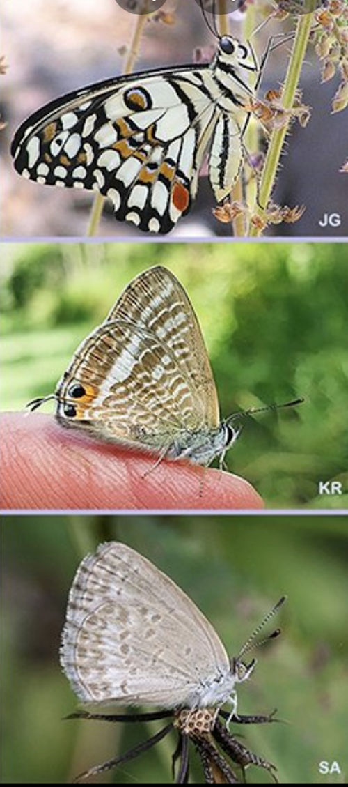 Australian Natives Emu foot plant hardy groundcover, an important ...