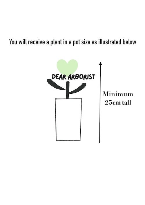 Australian Natives Emu foot plant hardy groundcover, an important ...