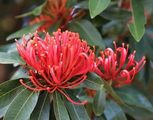 Australian native Queensland tree waratah Alloxylon flammeum ...