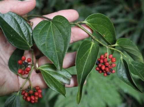 Native pepper vine Piper Hederaceum important food source for birds ...