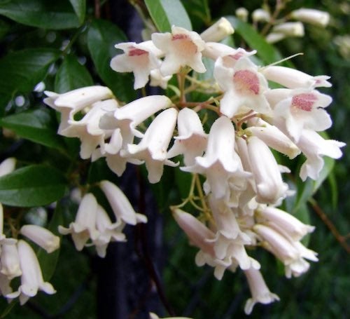 Australian native vine wonga wonga Pandorea pandorana food source for ...