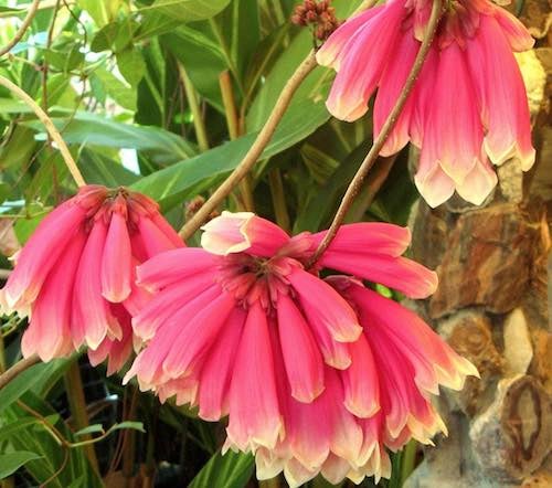 Pink Trumpet Vine Tecomanthe hillii beautiful native flower attract ...