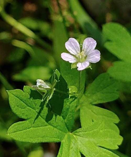 Native geranium Geranium home hardy useful spreading ground cover ...