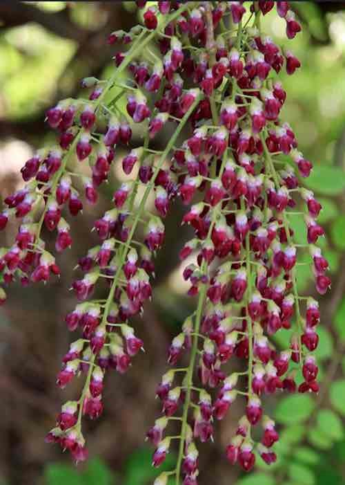 Blood vine Austrosteenisia blackii hardy native perennial vine ...