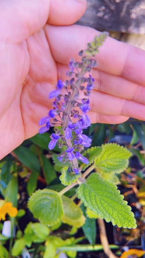 Bush Basil Plectranthus graveolens bush tucker spectacular flower ...