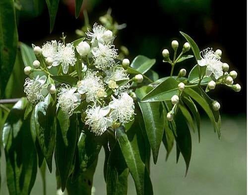 Silky myrtle Decaspermum humile stunning scented flower hardy native ...
