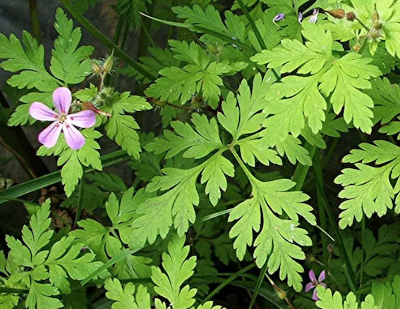 Herb Robert -powerful medicinal edible plant for self sufficient garden ...