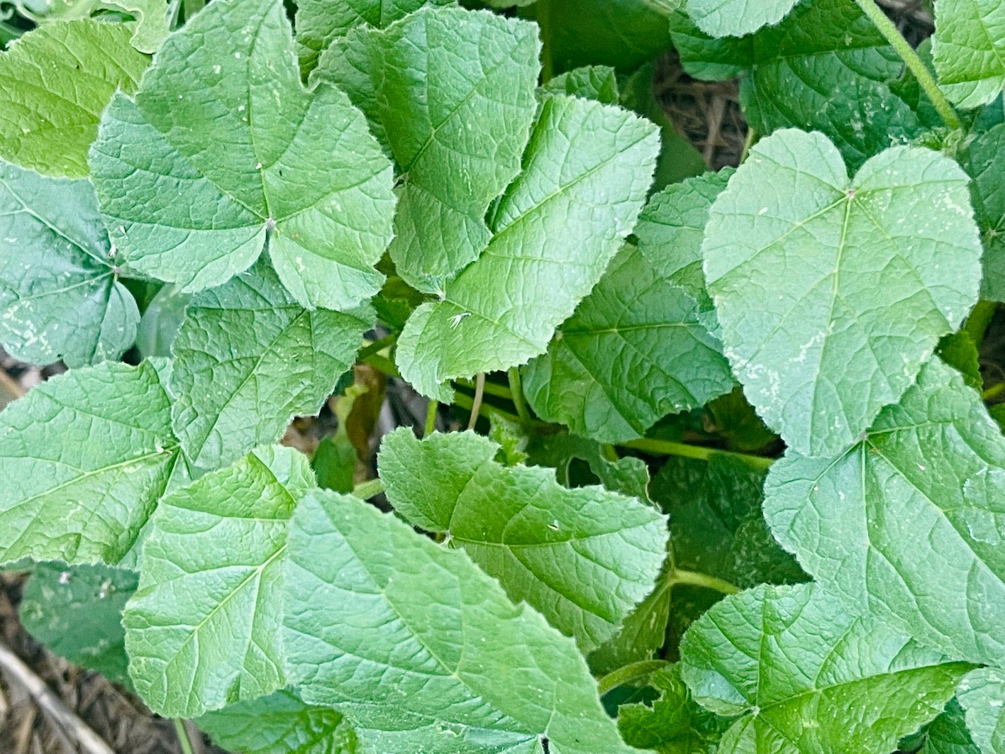 medicinal-and-edible-6-x-perennial-herbs-bundle-dear-arborist-plants