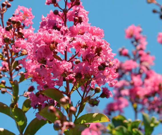 Native Crepe Myrtle - attractive Australian Natives tree for ...