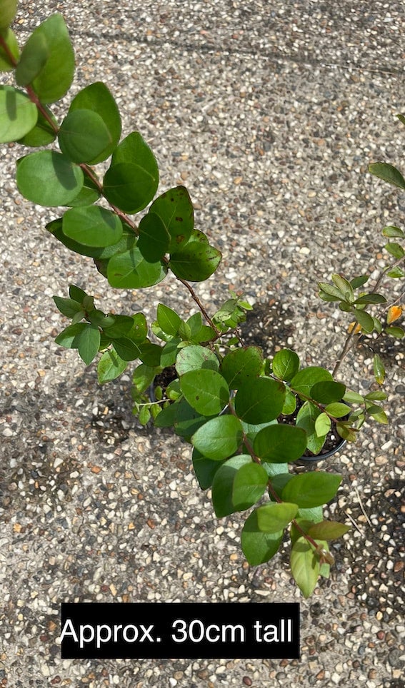 Native Crepe Myrtle - attractive Australian Natives tree for ...