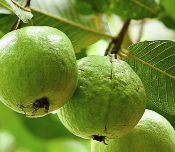 White guava fast growing fruit tree, nutritious fruit for self ...