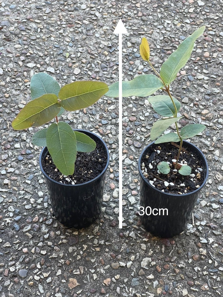 Flowering Bloodwood - Red flower gum Eucalyptus ptychocarpa attractive ...