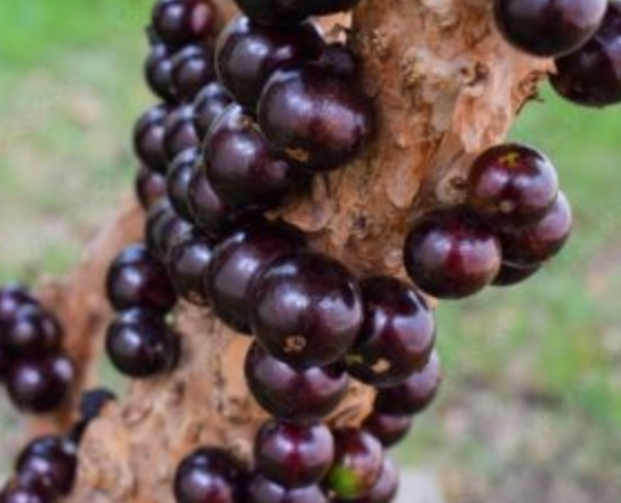 Grow your own food, self sufficient is fun & life changing | Dear ...