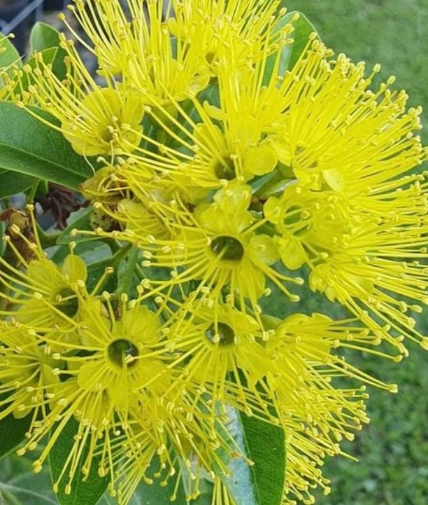 Golden Penda - attractive Australian Natives tree, stunning flower ...