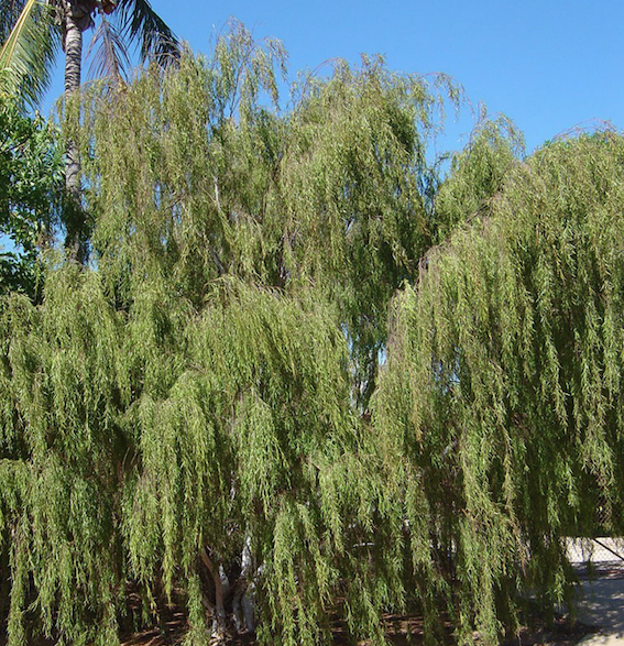 Australian Native Silver weeping tea tree - Leptosermum brachyandrum ...
