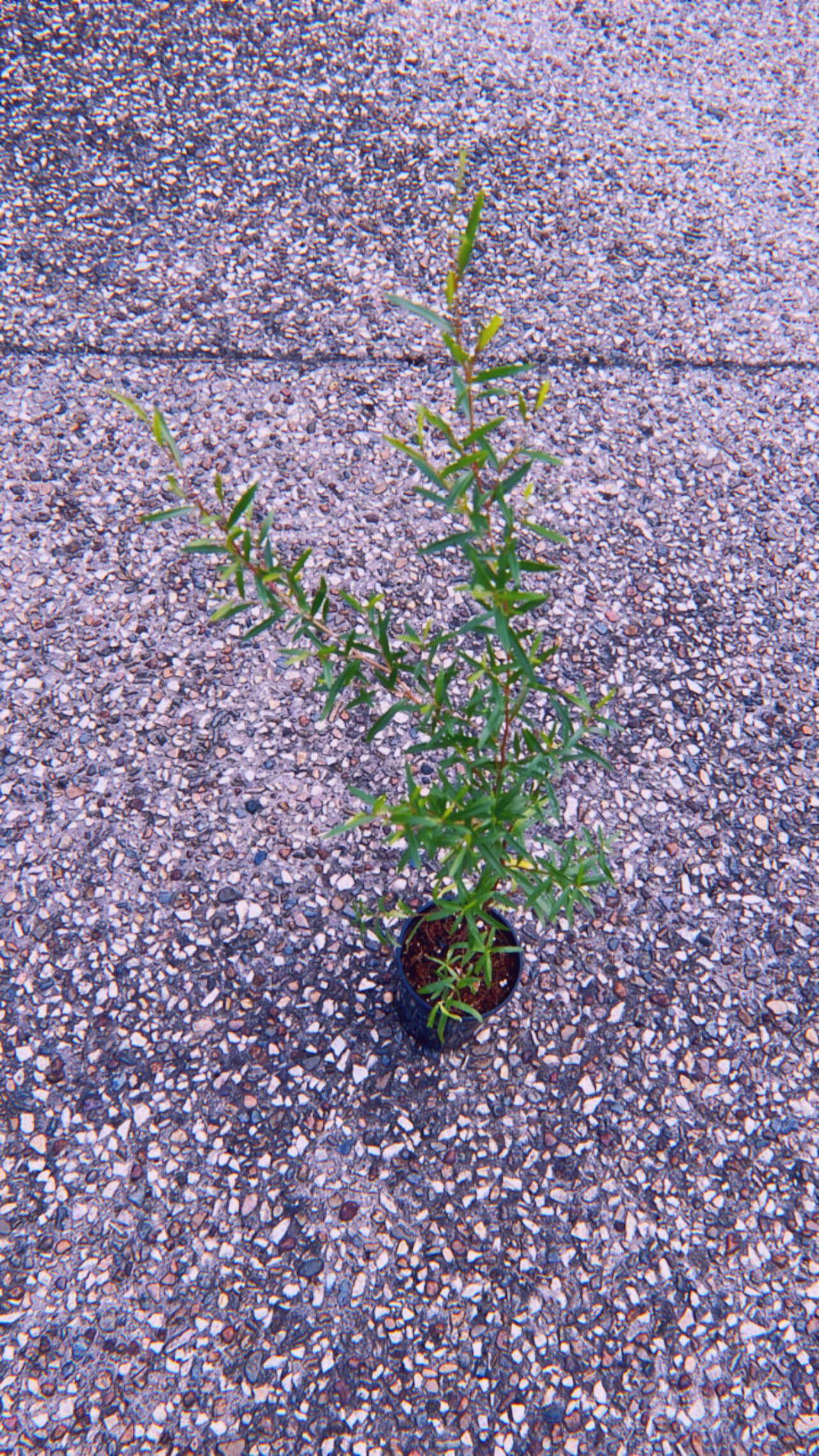 Australian Native Silver weeping tea tree - Leptosermum brachyandrum ...
